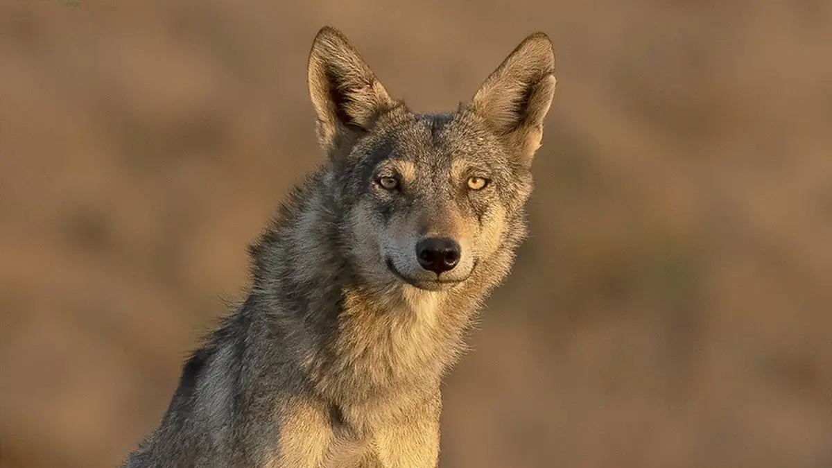 Indian Grey Wolf: Endangered Predator Struggling in India’s Disappearing Grasslands - Frontline